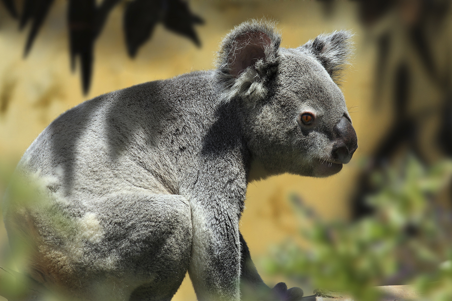 Catalogue – Wild Stories – International Distribution Company