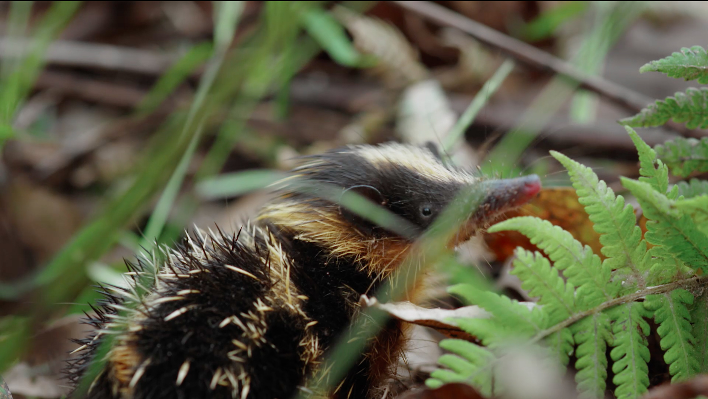 Catalogue – Wild Stories – International Distribution Company