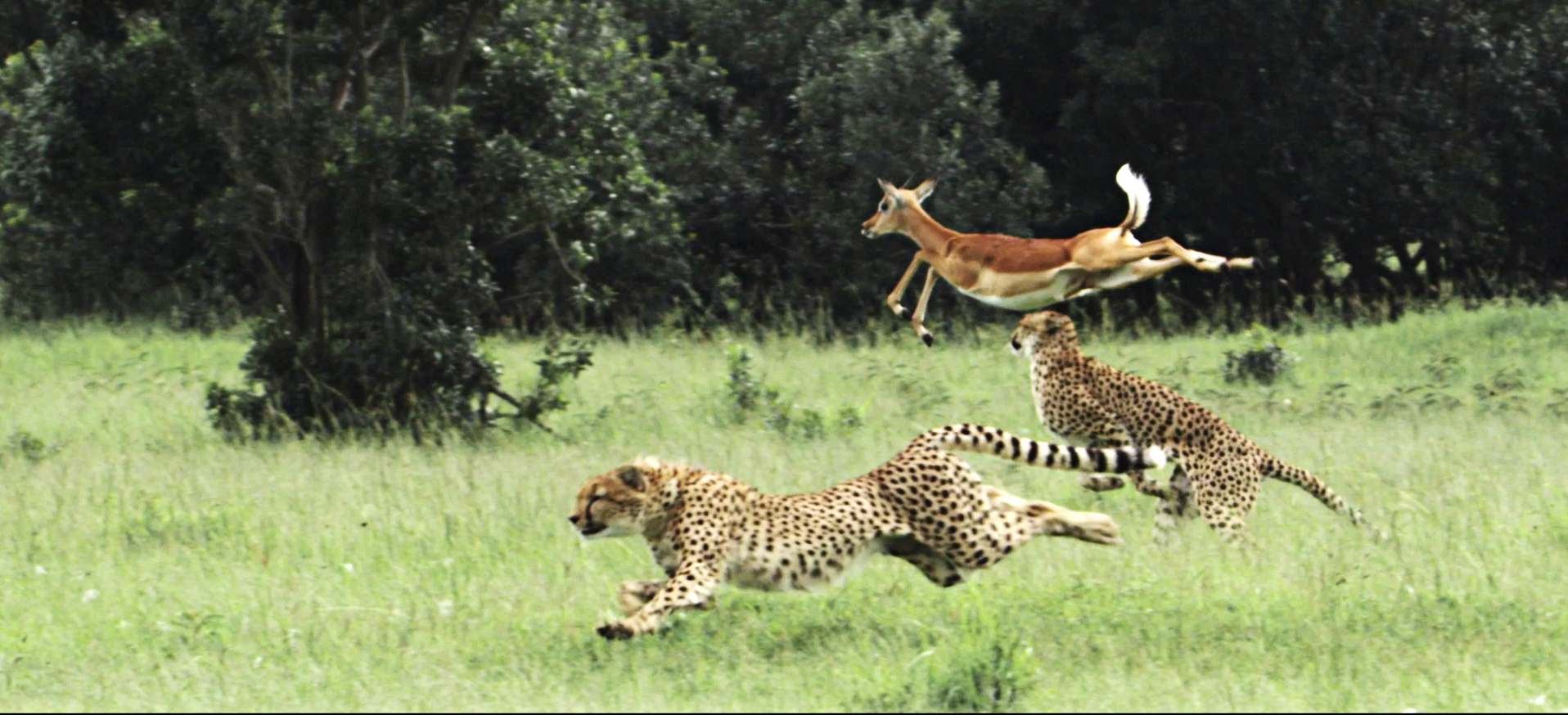 Catalogue – Wild Stories – International Distribution Company