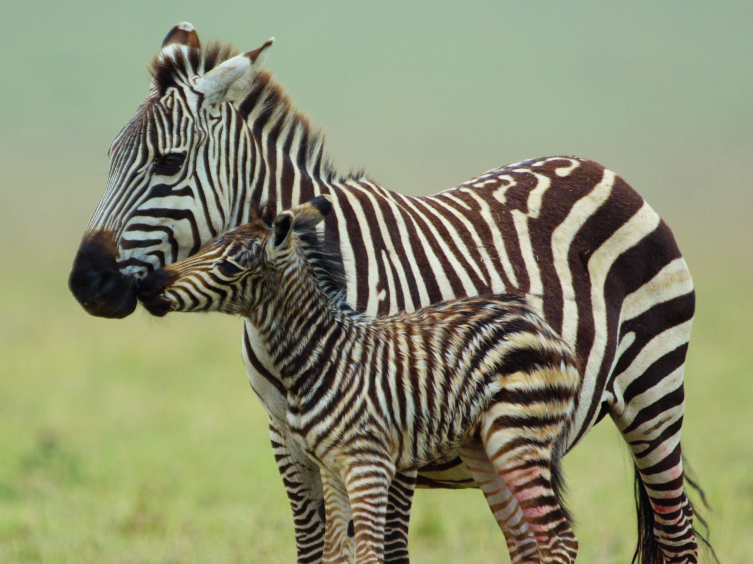 Catalogue – Wild Stories – International Distribution Company