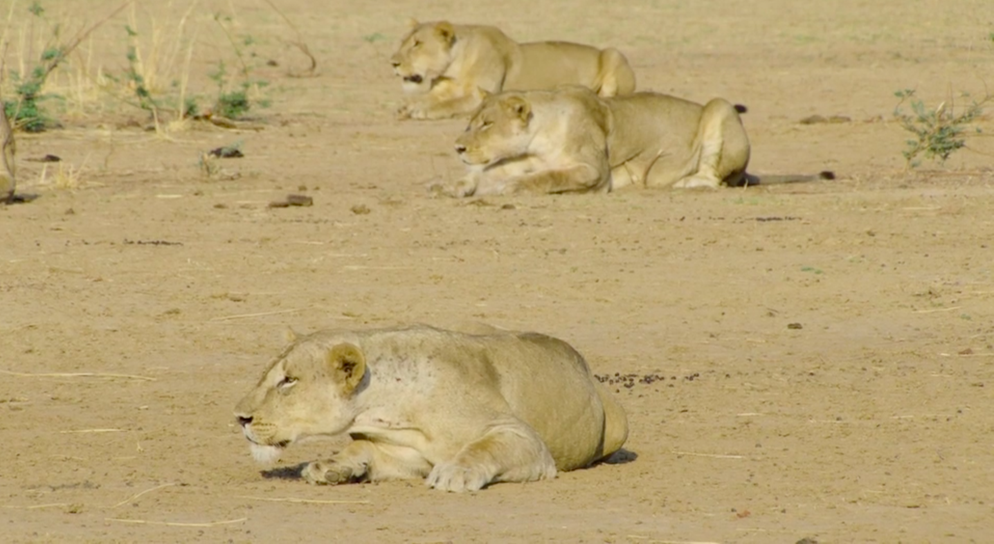 Catalogue – Wild Stories – International Distribution Company