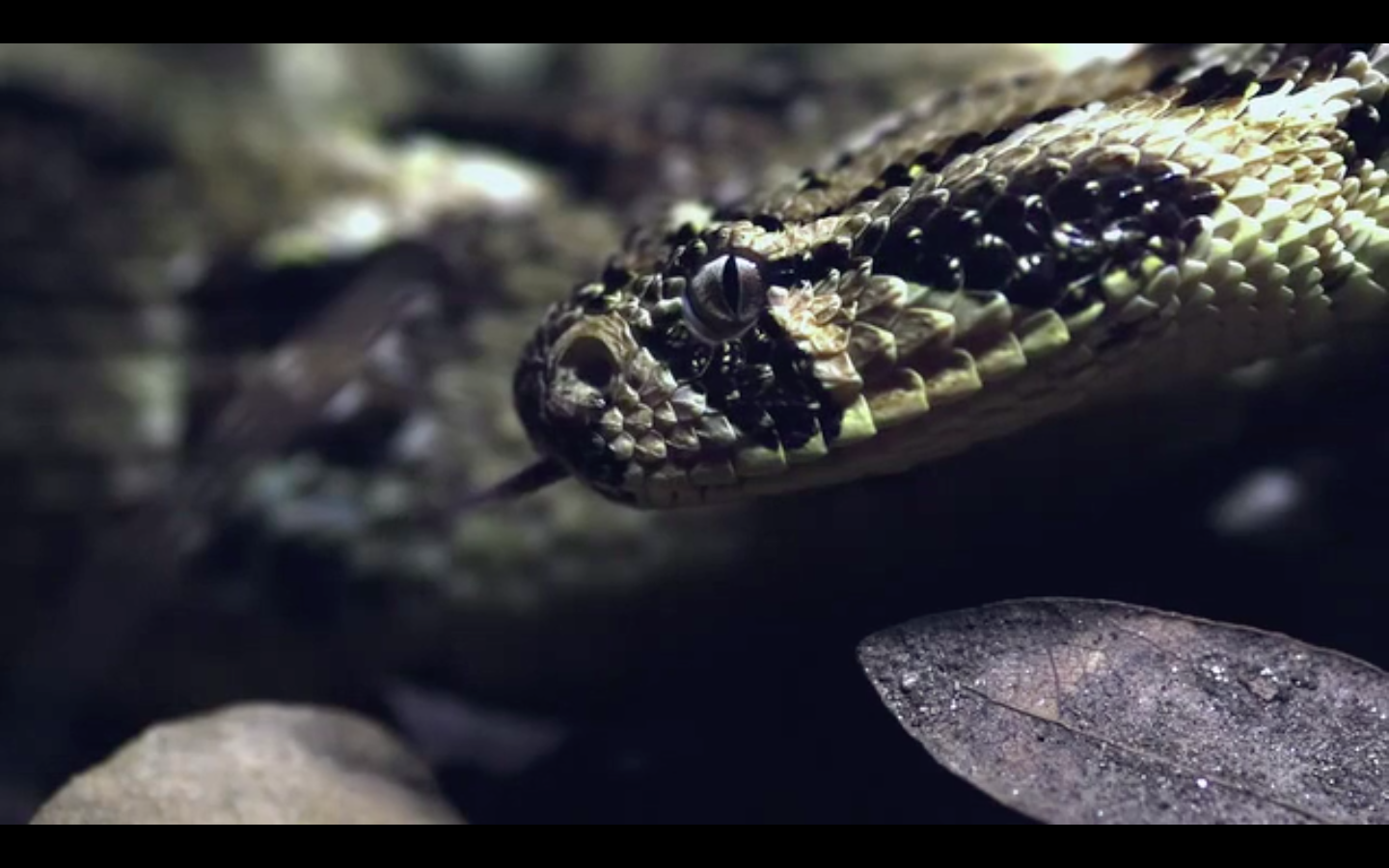 Catalogue – Wild Stories – International Distribution Company